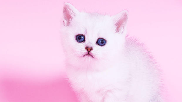 Why You Love Cute Things | Co.Design | business + design