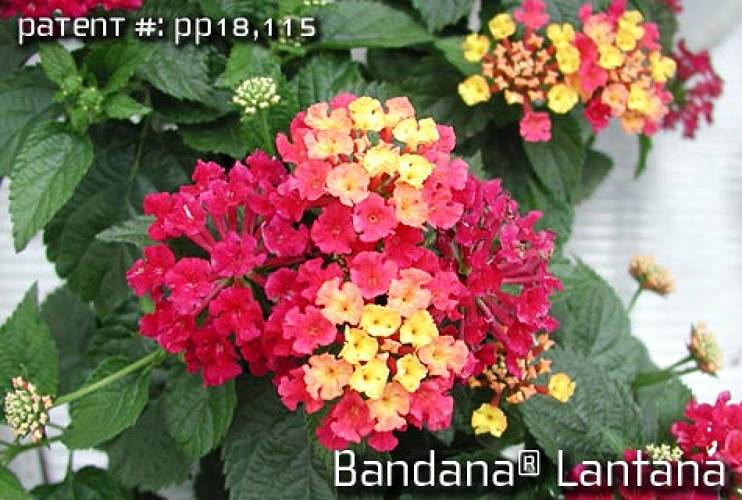 Freaky Flowers: Biotech Blossoms That Even Your Mother Will Love | Fast ...