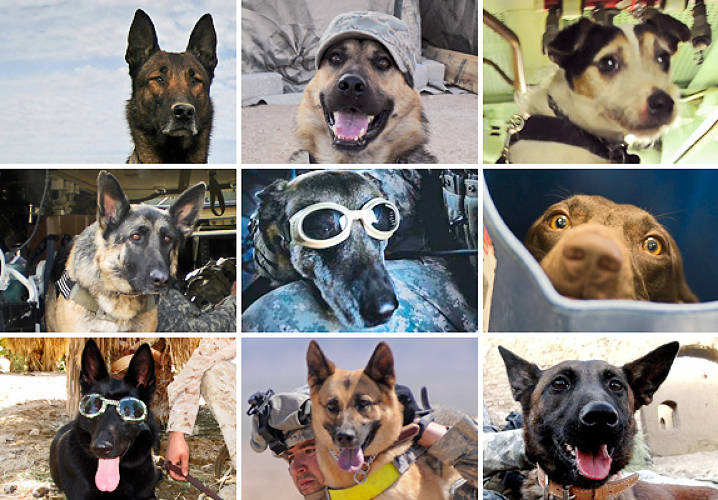 Soldier Dogs: The Four-Legged Heroes Of Iraq And Afghanistan | Fast ...