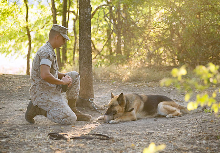 Soldier Dogs: The Four-Legged Heroes Of Iraq And Afghanistan | Fast ...